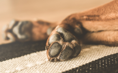 Euthanasia Consent Form | HomeVet